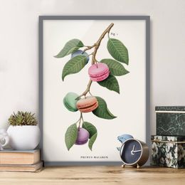 Bild mit Rahmen Vintage Pflanze - Macaron