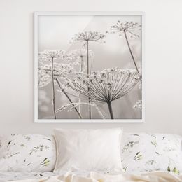 Bild mit Rahmen Doldenbl&uuml;ten im Frost