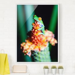 Bild mit Rahmen Frosch in Costa Rica