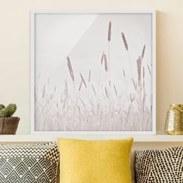 Bild mit Rahmen Sommerliches Schilfgras