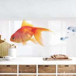 K&uuml;chenr&uuml;ckwand Tiere Goldfisch