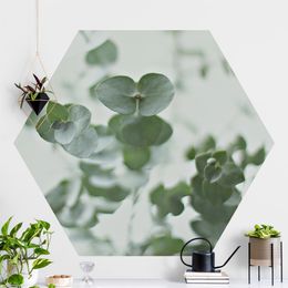Hexagon Fototapete selbstklebend Wachsende Eukalyptuszweige