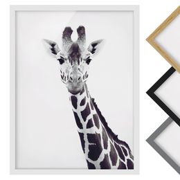 Bild mit Rahmen Giraffen Portrait in Schwarz-wei&szlig;