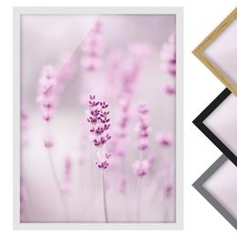 Bild mit Rahmen Zartvioletter Lavendel