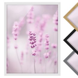 Bild mit Rahmen Zartvioletter Lavendel
