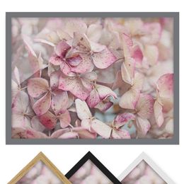Bild mit Rahmen Close-Up Rosa Hortensie