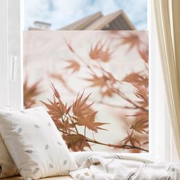 Fensterfolie Ahornbl&auml;tter in Herbstsonne