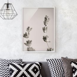 Bild mit Rahmen Lavendel Studie