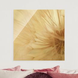 Glasbild Weiche Pusteblume