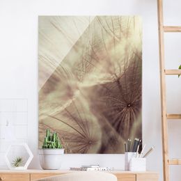 Glasbild Detailreiche Pusteblumen Makroaufnahme mit Vintage Blur Effekt
