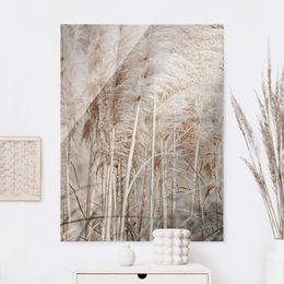 Glasbild Warmes Pampasgras im Sommer