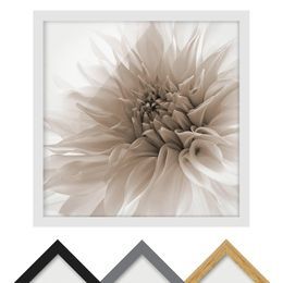 Blumen Bild mit Rahmen Dahlie in W&uuml;rde