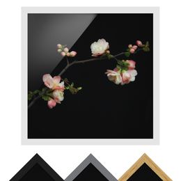 Blumen Bild mit Rahmen Bl&uuml;tenzweig Apfelbaum