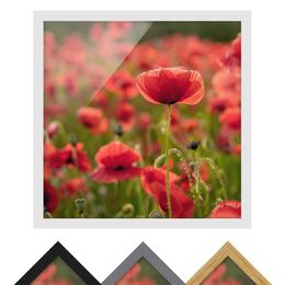 Blumen Bild mit Rahmen Mohnfeld im Sonnenlicht