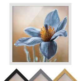 Blumen Bild mit Rahmen Kuhschelle in Blau