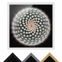 Blumen Bild mit Rahmen Kaktusbl&uuml;te