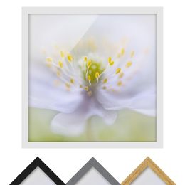 Blumen Bild mit Rahmen Anemonen Sch&ouml;nheit