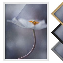 Blumen Bild mit Rahmen Wei&szlig;e Anemonenbl&uuml;te