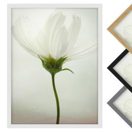 Blumen Bild mit Rahmen Wei&szlig;e Cosmea