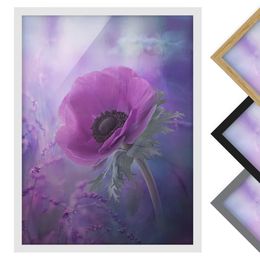 Blumen Bild mit Rahmen Anemonenbl&uuml;te in Violett