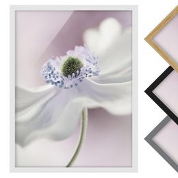 Blumen Bild mit Rahmen Anemonenbrise