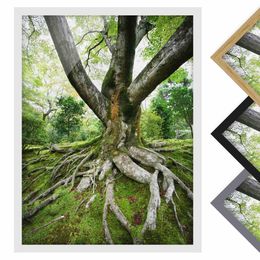 Wald Bild mit Rahmen Alter Baum