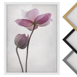 Blumen Bild mit Rahmen Anemonen in rosa