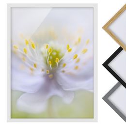 Blumen Bild mit Rahmen Anemonen Sch&ouml;nheit