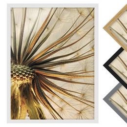 Blumen Bild mit Rahmen Dandelion Close Up