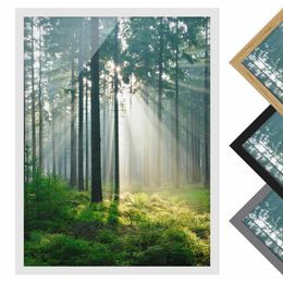 Wald Bild mit Rahmen Enlightened Forest