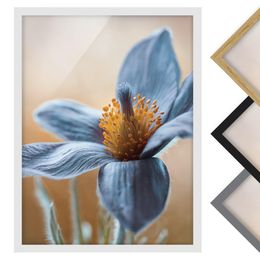 Blumen Bild mit Rahmen Kuhschelle in Blau