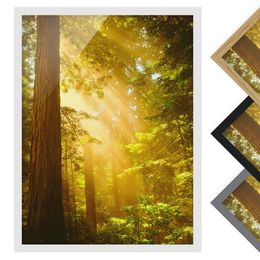 Wald Bild mit Rahmen Morgengold