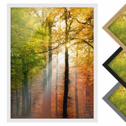 Wald Bild mit Rahmen Morning Light