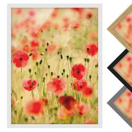 Blumen Bild mit Rahmen Summer Poppies