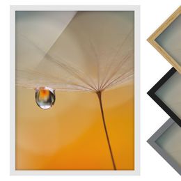 Blumen Bild mit Rahmen Pusteblume in Orange