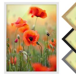 Blumen Bild mit Rahmen Roter Sommermohn