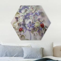 Hexagon-Alu-Dibond Bild Marienk&auml;fer im Garten