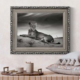 Bilderwelten Leinwandbild mit Barockrahmen Resting Lion