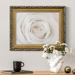 Bilderwelten Bild mit Barockrahmen Antik Blumen Landhaus Barock weiss - Pretty White Rose - Rose Wohnzimmer Schlafzimmer