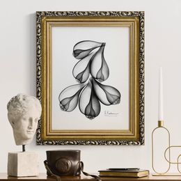 Bilderwelten Leinwandbild mit Barockrahmen X-Ray - Feigenschalen