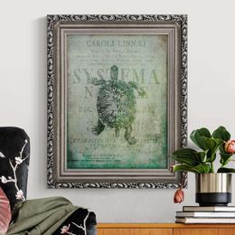 Bilderwelten Bild mit Barockrahmen Antik Tiere Landhaus Barock t&uuml;rkis - Vintage Collage - Antike Schildkr&ouml;te - edle Optik Wohnzimmer Schlafzimmer