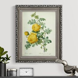 Bilderwelten Leinwandbild mit Barockrahmen Pierre Joseph Redout&eacute; - Rosa Sulfurea