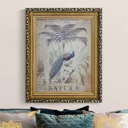 Bilderwelten Bild mit Barockrahmen Antik Tiere Landhaus Barock blau - Shabby Chic Collage - Pfau - V&ouml;gel Wohnzimmer Schlafzimmer