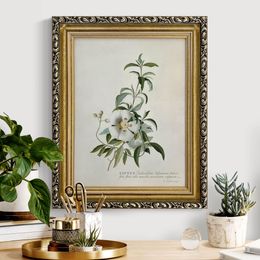 Bilderwelten Bild mit Barockrahmen Antik Blumen modern Barock weiss - Georg Dionysius Ehret - Zistrose - edle Optik Wohnzimmer Schlafzimmer