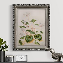 Bilderwelten Leinwandbild mit Barockrahmen Anna Maria Sibylla Merian - Wei&szlig;e Veilchen