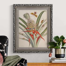 Bilderwelten Leinwandbild mit Barockrahmen Anna Maria Sibylla Merian - Ananas mit Insekten