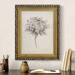 Bilderwelten Bild mit Barockrahmen Antik Blumen Vintage Barock beige - Botanische Studie Chrysantheme I - Retro Wohnzimmer Schlafzimmer