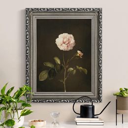 Gerahmtes Leinwandbild Barbara Regina Dietzsch - Essig-Rose mit Hummel