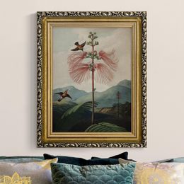 Bilderwelten Leinwandbild mit Barockrahmen Botanik Vintage Illustration Bl&uuml;te und Kolibri