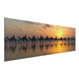 Alu-Dibond Tiere Kamele im Sonnenuntergang